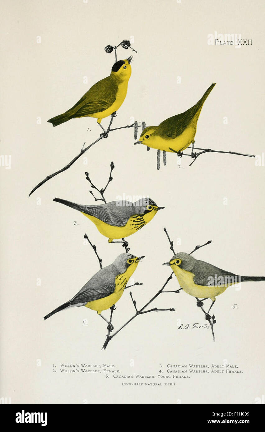'The Warblers of North America' is a work dedicated to the study of ...