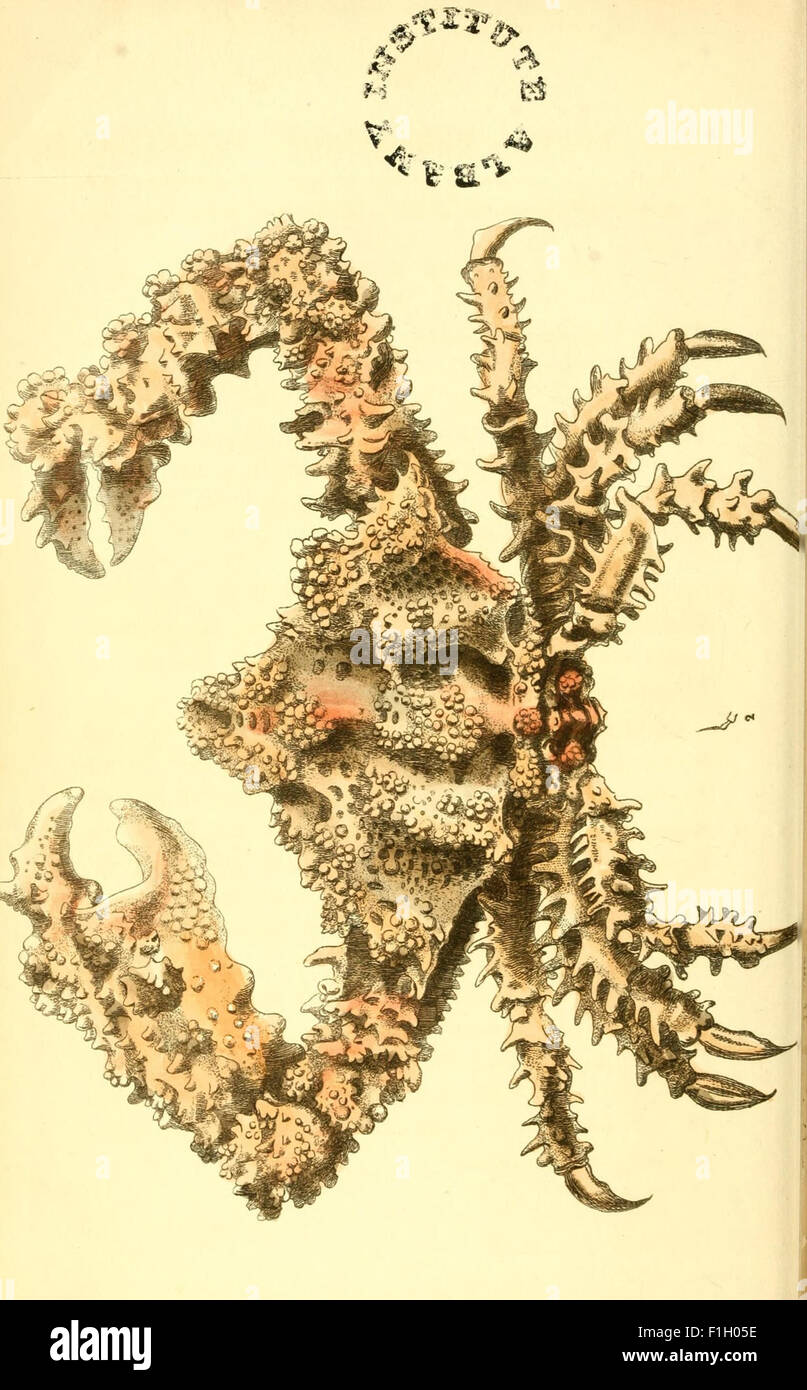 'The Zoological Miscellany' is a collection of illustrated works that ...