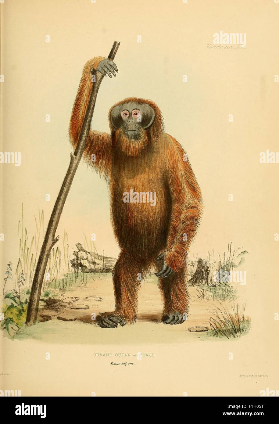 The Zoology of the voyage of H.M.S. Samarang, under the command of ...