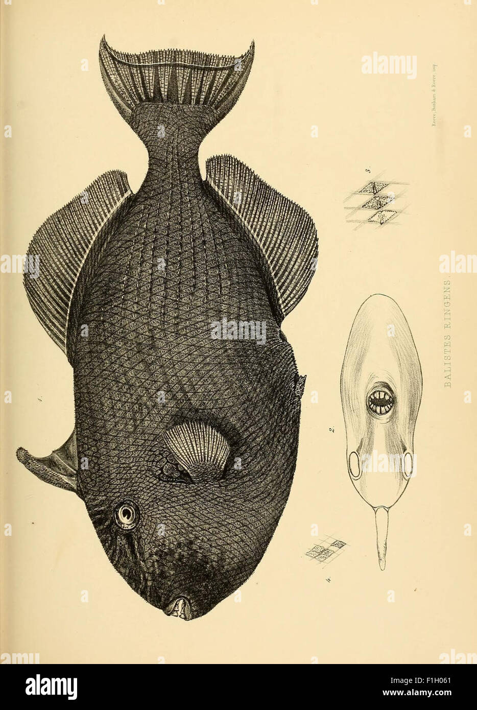 This work details the zoological discoveries made during the voyage of ...