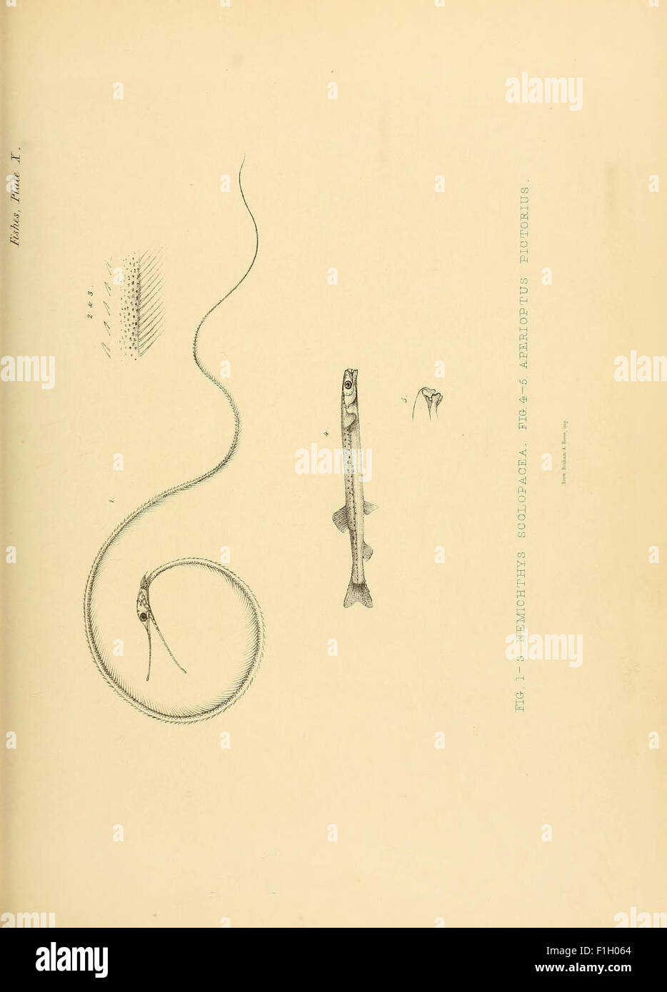The Zoology of the voyage of H.M.S. Samarang, under the command of ...