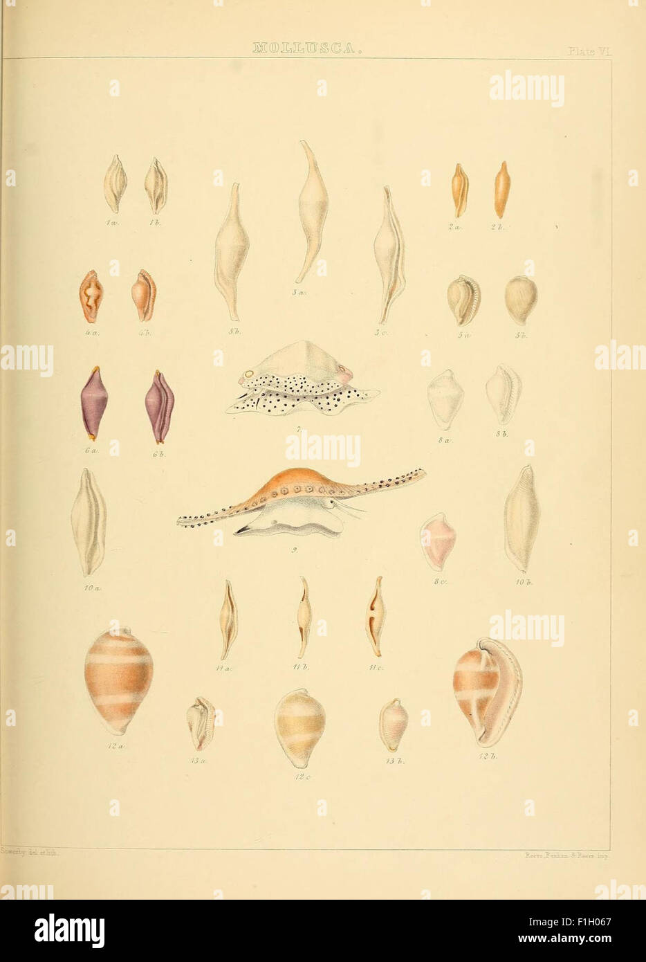 This work documents the zoological findings from the HMS Samarang's ...