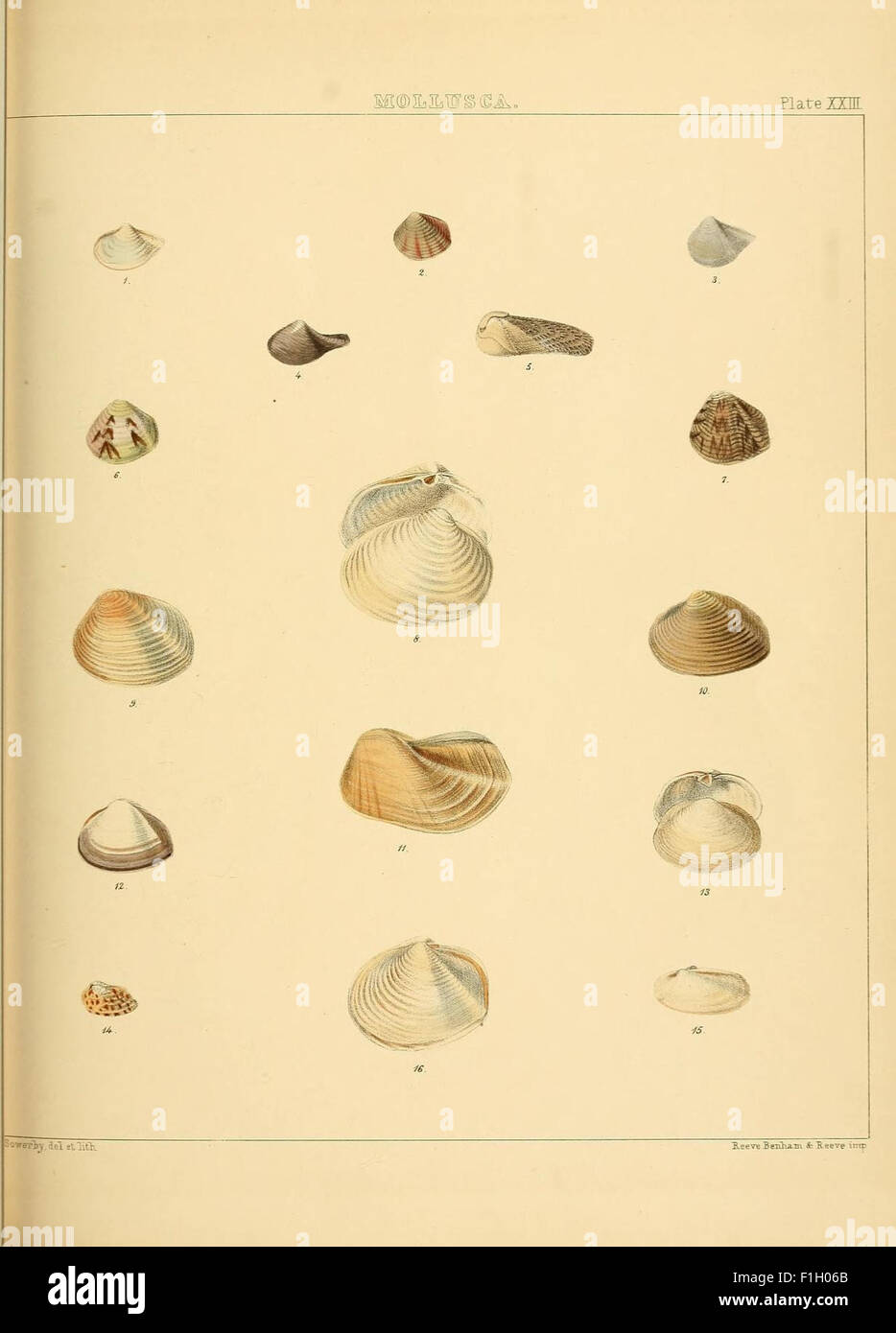 This work documents the zoological findings from the HMS Samarang's ...