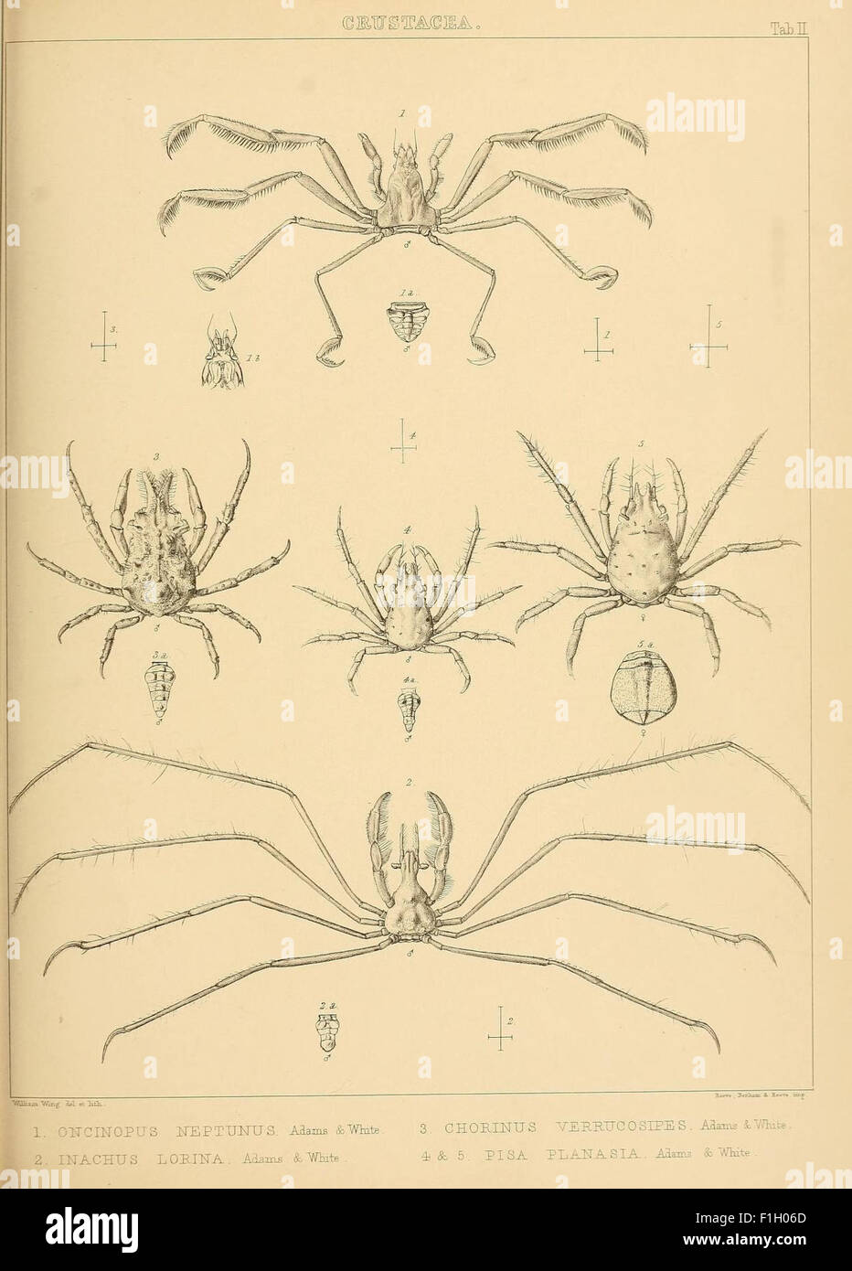 The Zoology of the voyage of H.M.S. Samarang, under the command of ...