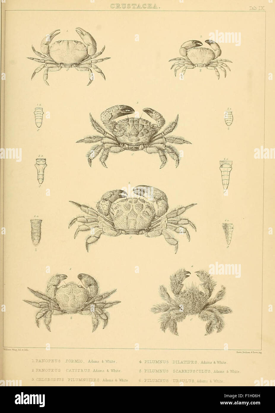 *The Zoology of the Voyage of H.M.S. Samarang* (1843-1846) documents ...