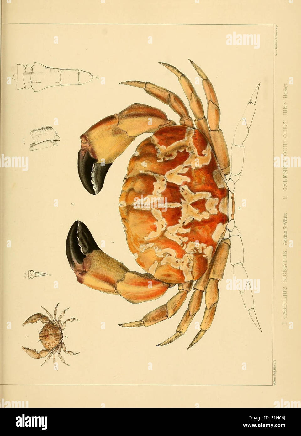 The Zoology of the voyage of H.M.S. Samarang, under the command of ...