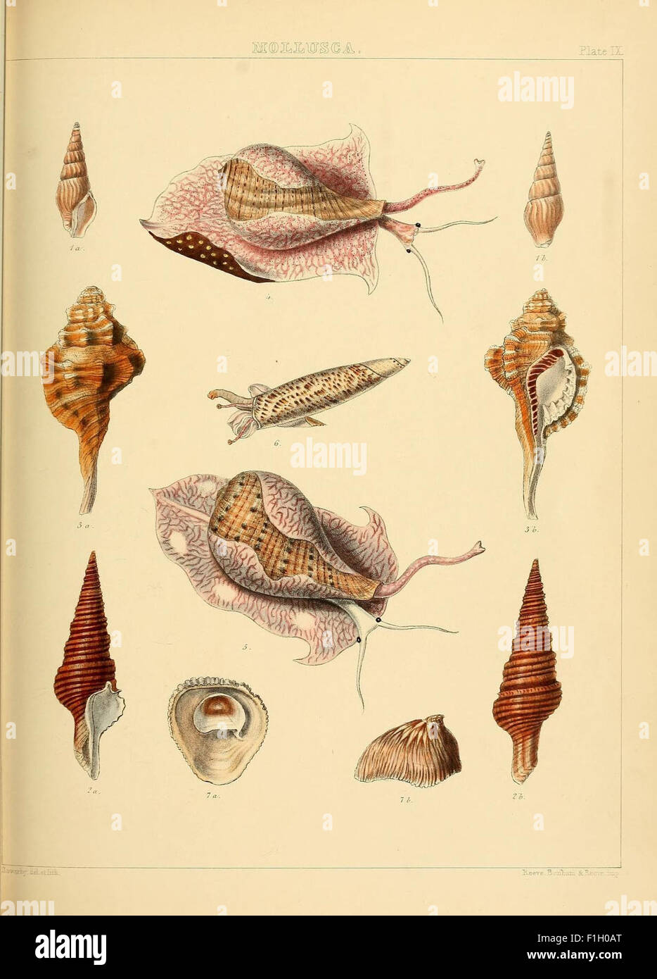 The Zoology of the voyage of H.M.S. Samarang, under the command of ...