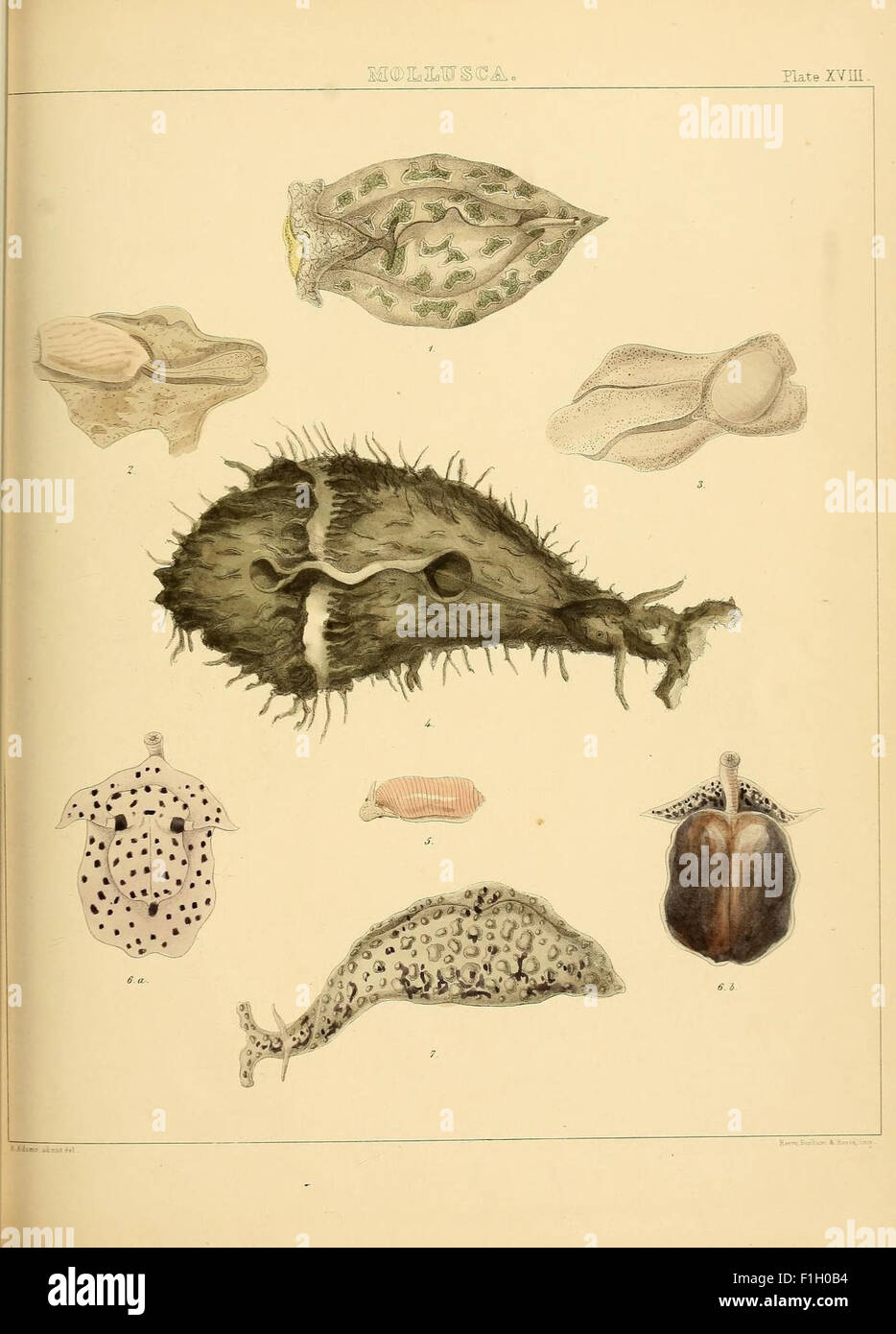 *The Zoology of the Voyage of H.M.S. Samarang* documents the biological ...