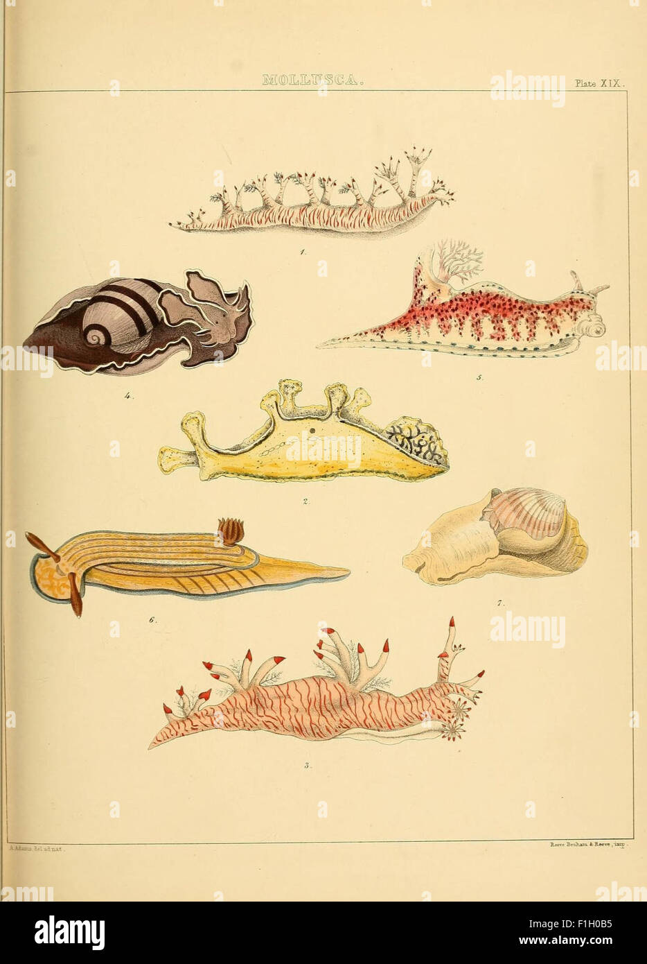 The Zoology of the voyage of H.M.S. Samarang, under the command of ...