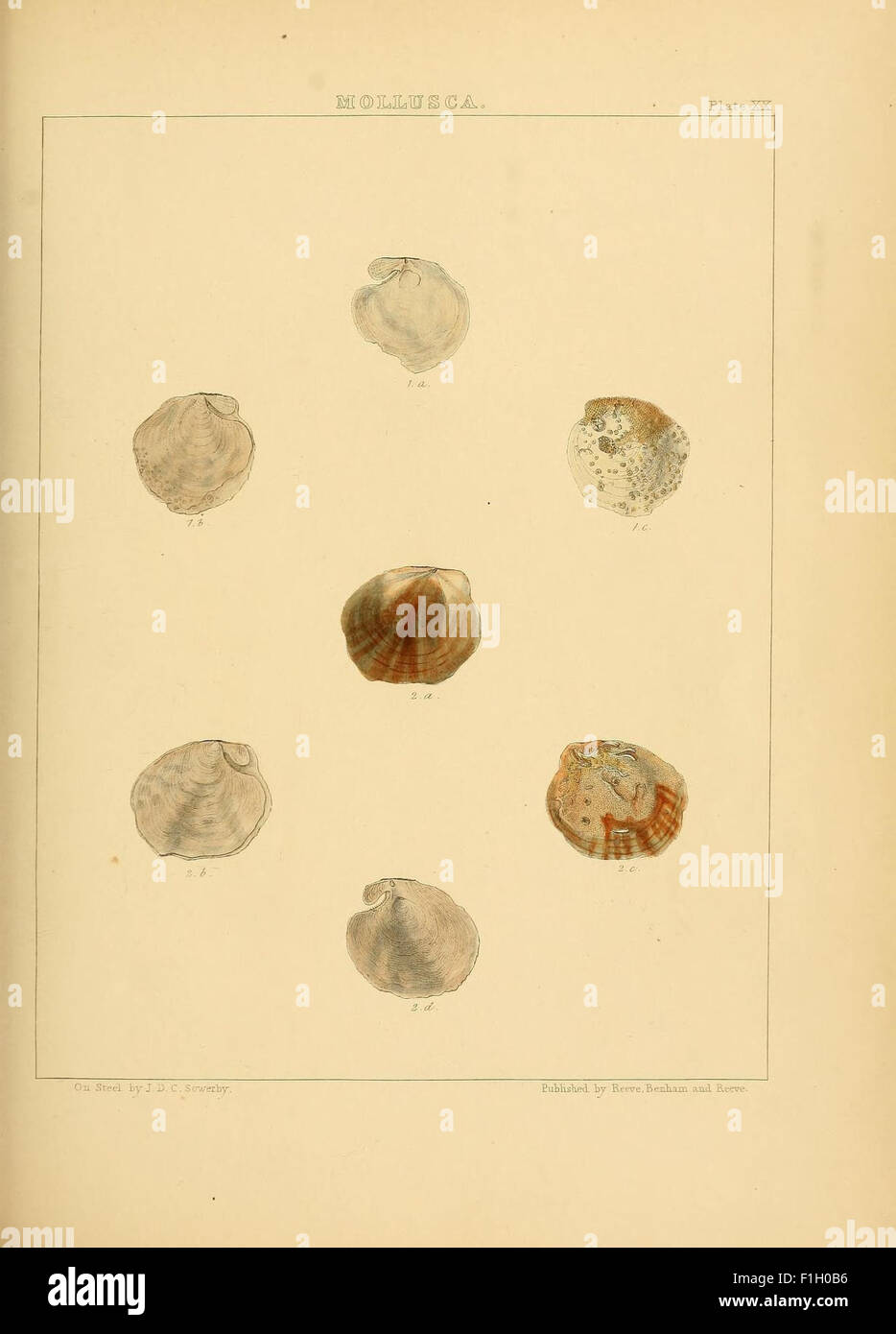 *The Zoology of the Voyage of H.M.S. Samarang* is a scientific account ...