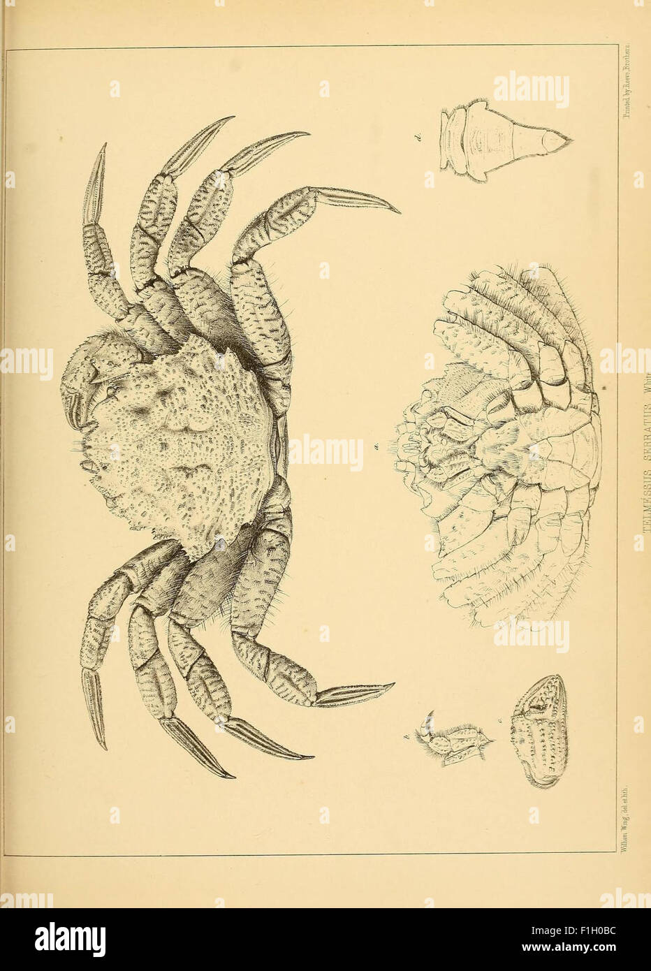 An illustration from 'The Zoology of the Voyage of H.M.S. Samarang,' a ...