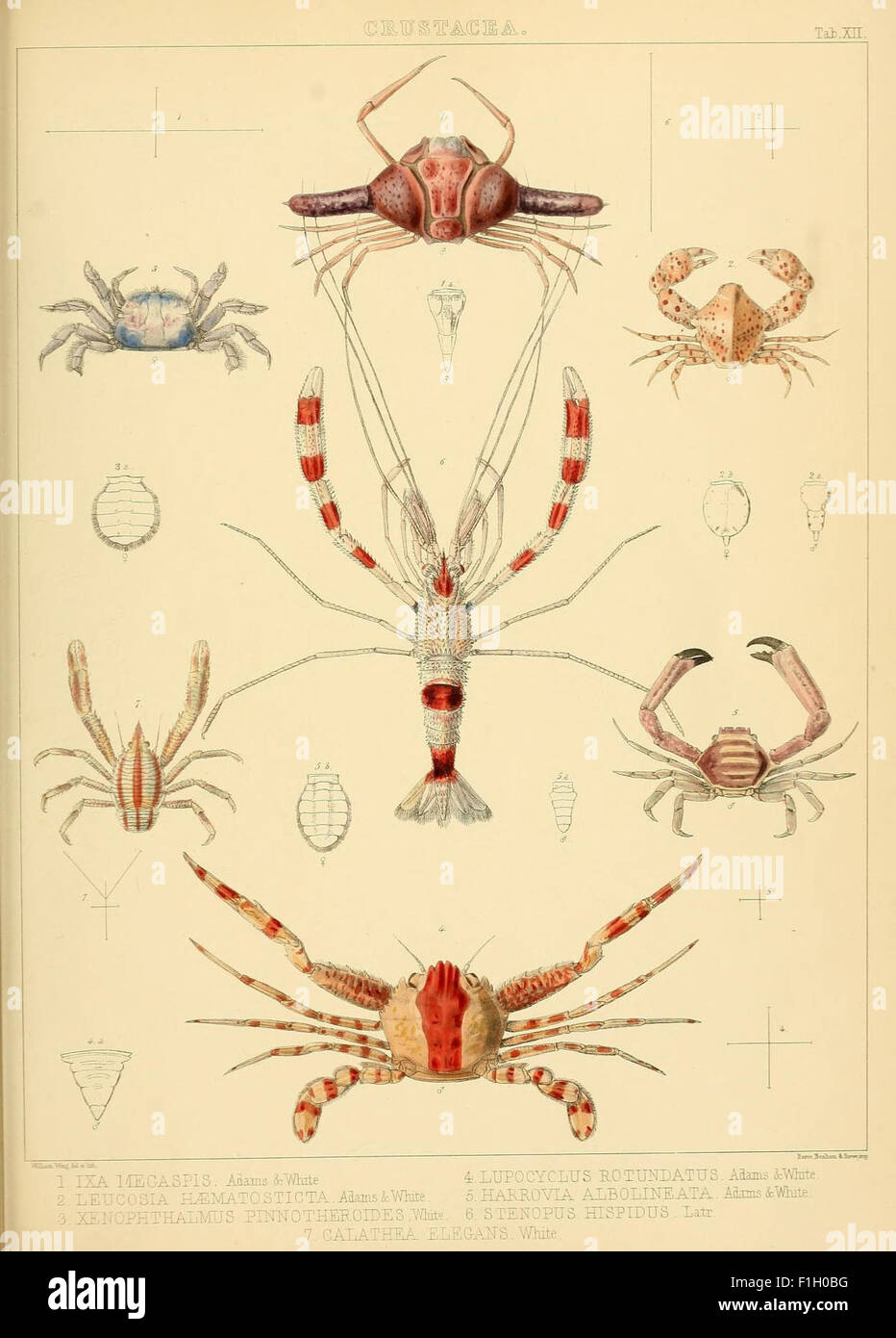 The Zoology of the voyage of H.M.S. Samarang, under the command of ...