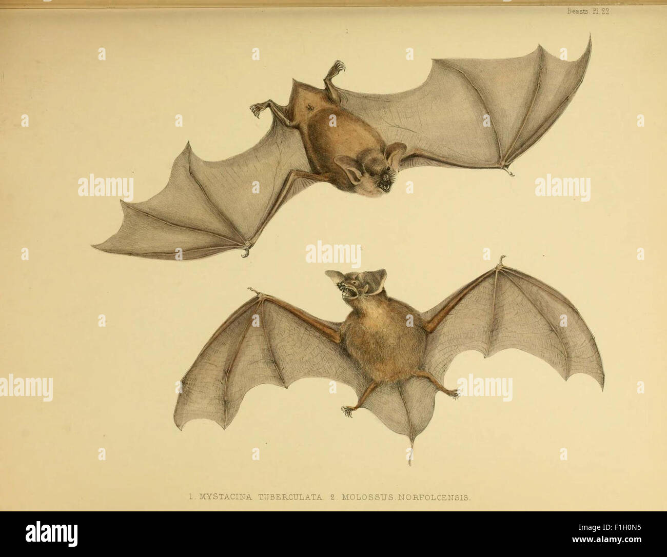 *The Zoology of the Voyage of the H.M.S. Erebus and Terror* (1839-43 ...