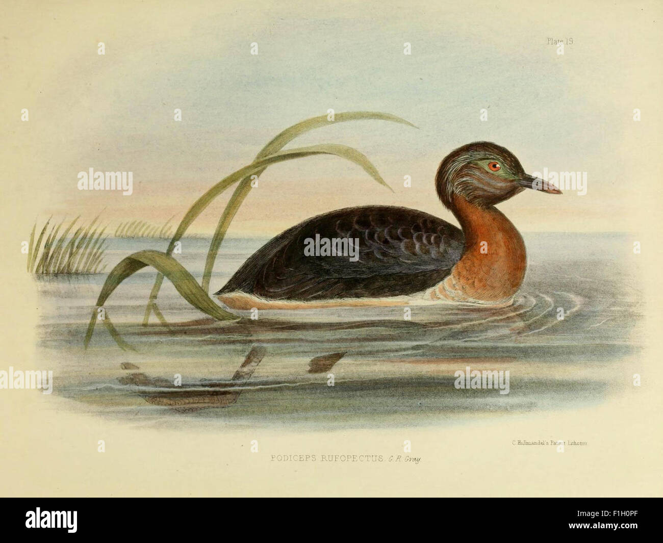 This work details the zoological findings during the 1839-43 Erebus and ...