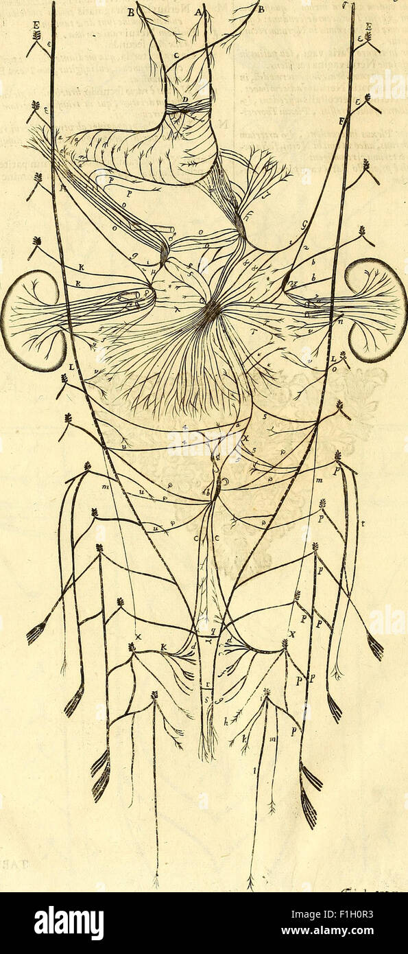 'Opera Omnia' by Thomas Willis is a 17th-century collection of his works on neurology and ...