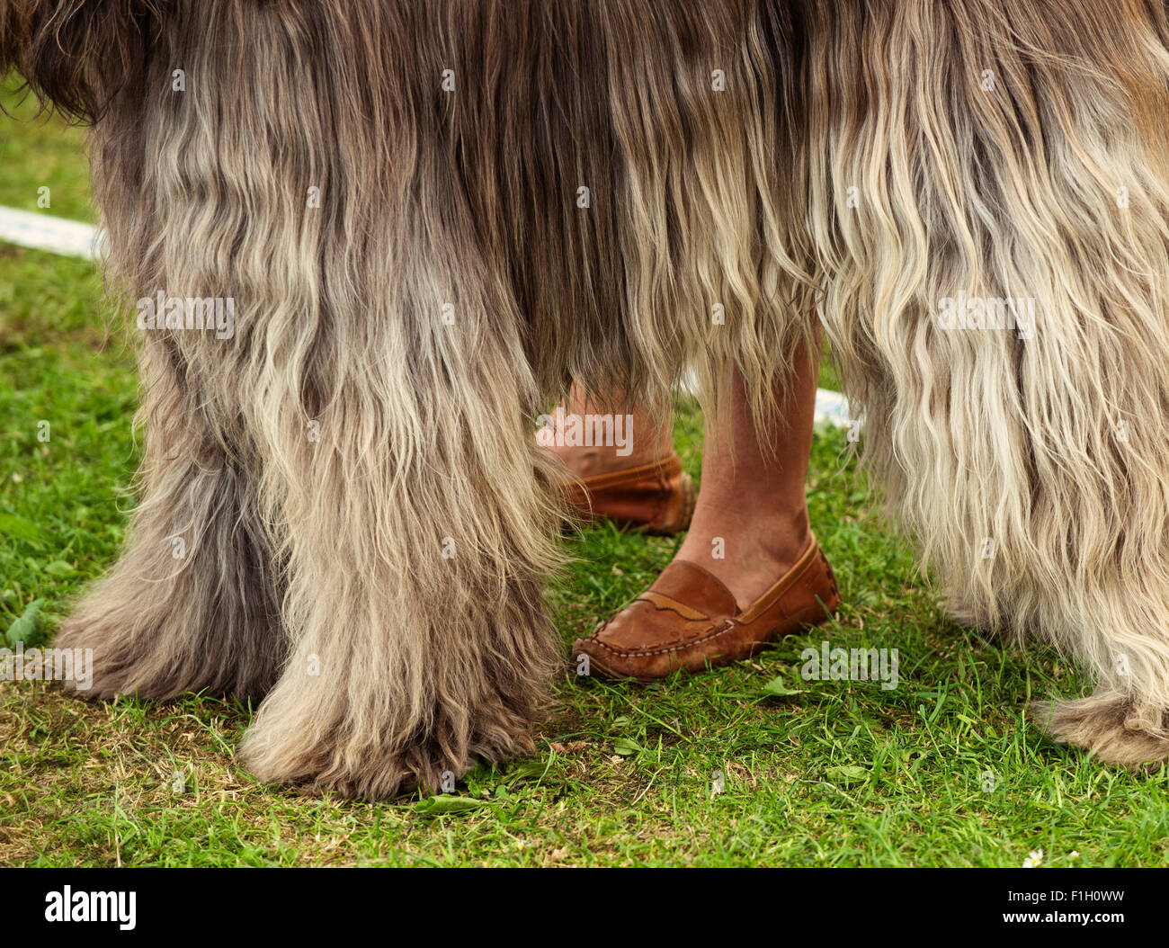 Afghan Hound Hair High Resolution Stock Photography and Images - Alamy