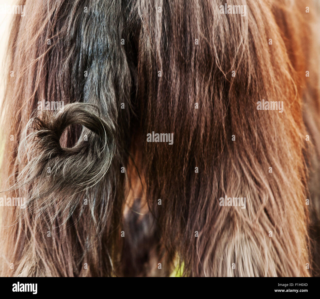 Afghan hound ring-curl tail Stock Photo - Alamy