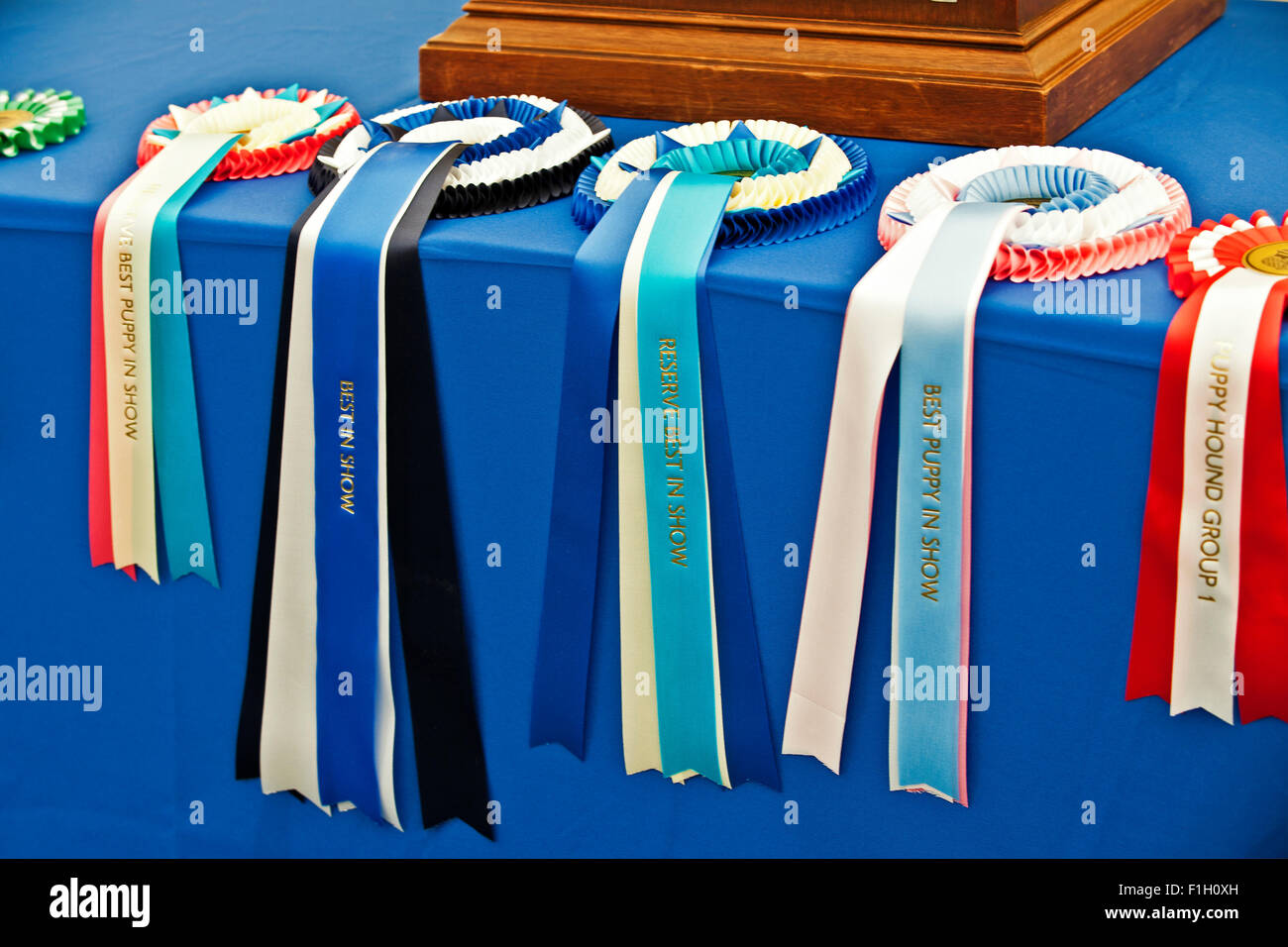 Dog show judge ribbon hi-res stock photography and images - Alamy