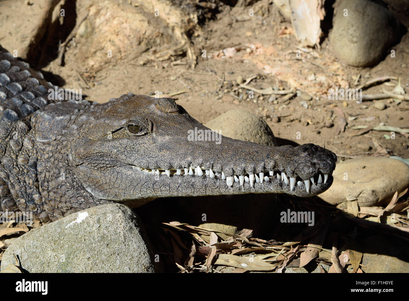 Crocodile resting under the sun in Australia Stock Photo - Alamy