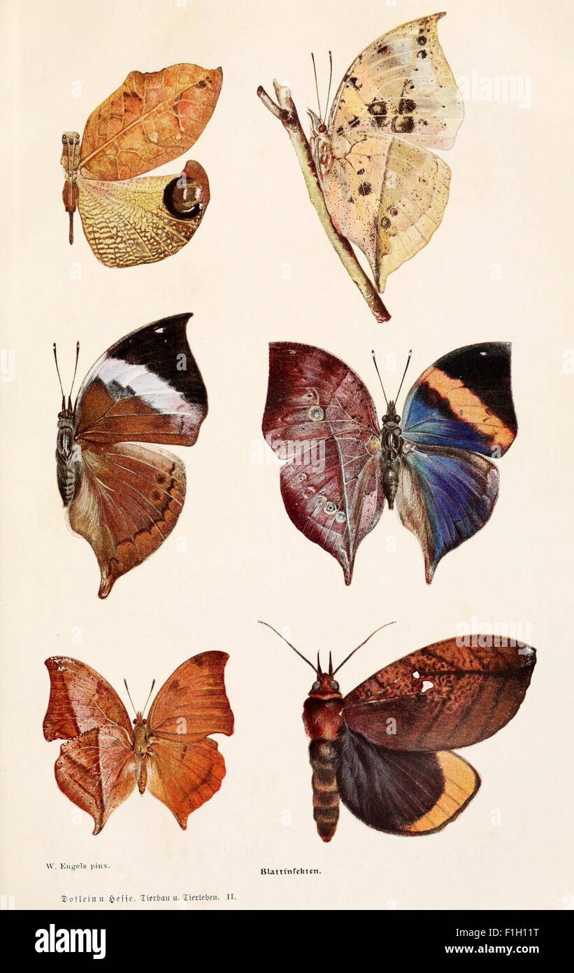 This German work on animal anatomy and life examines the structure and ...