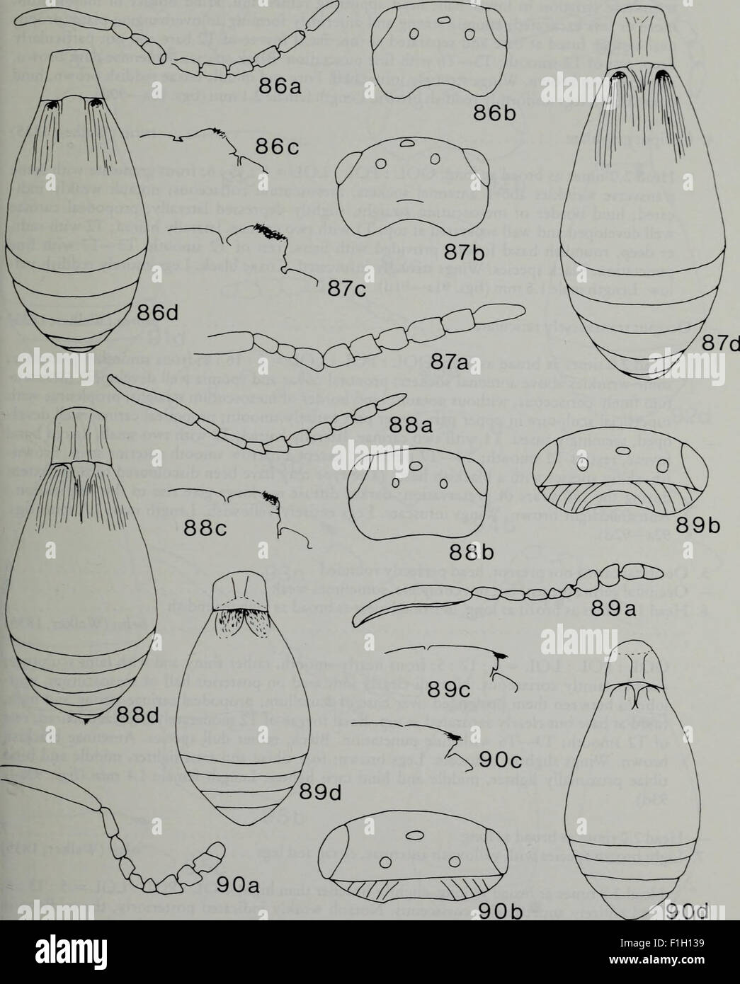 This 1984 edition of *Tijdschrift voor Entomologie* offers in-depth ...