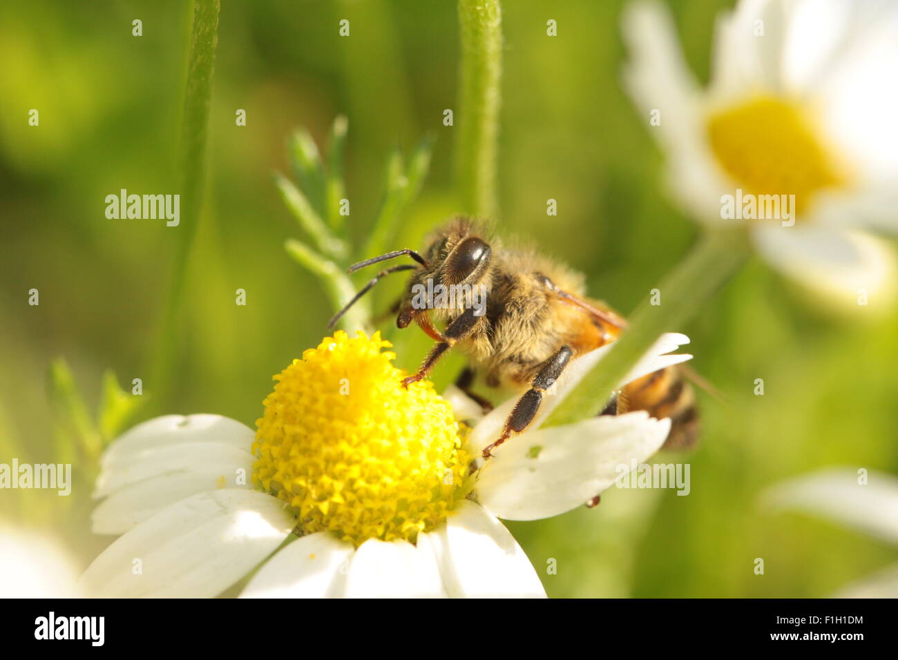 Bee tongue hi-res stock photography and images - Alamy
