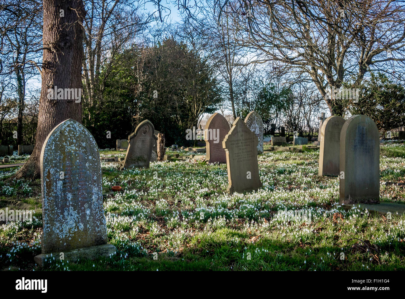 Snowdrops growing in graveyard Stock Photo - Alamy