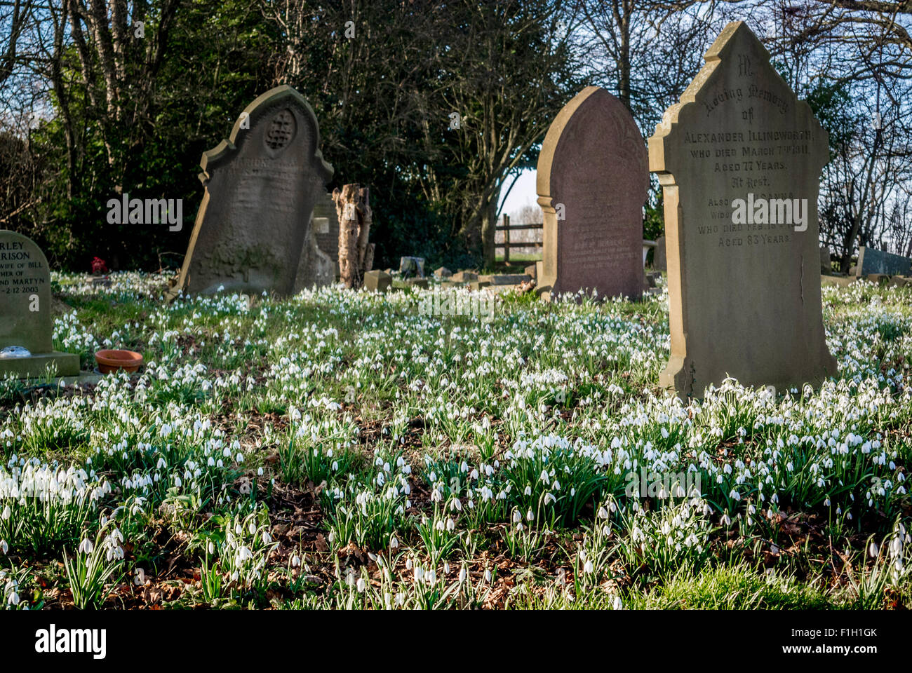 Snowdrops growing in graveyard Stock Photo - Alamy