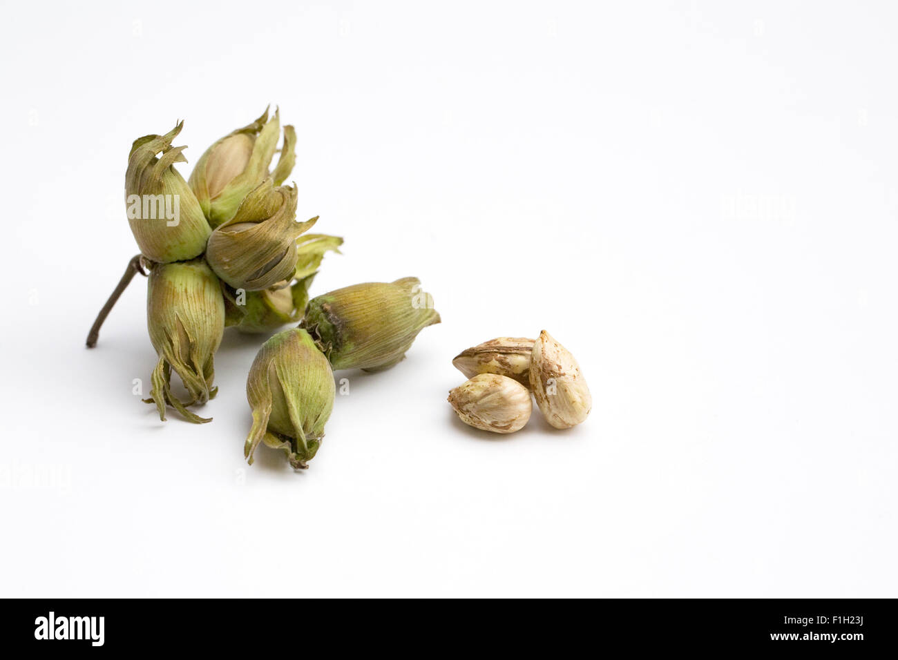 Corylus avellanaa. Fresh cobnuts on a white background Stock Photo - Alamy