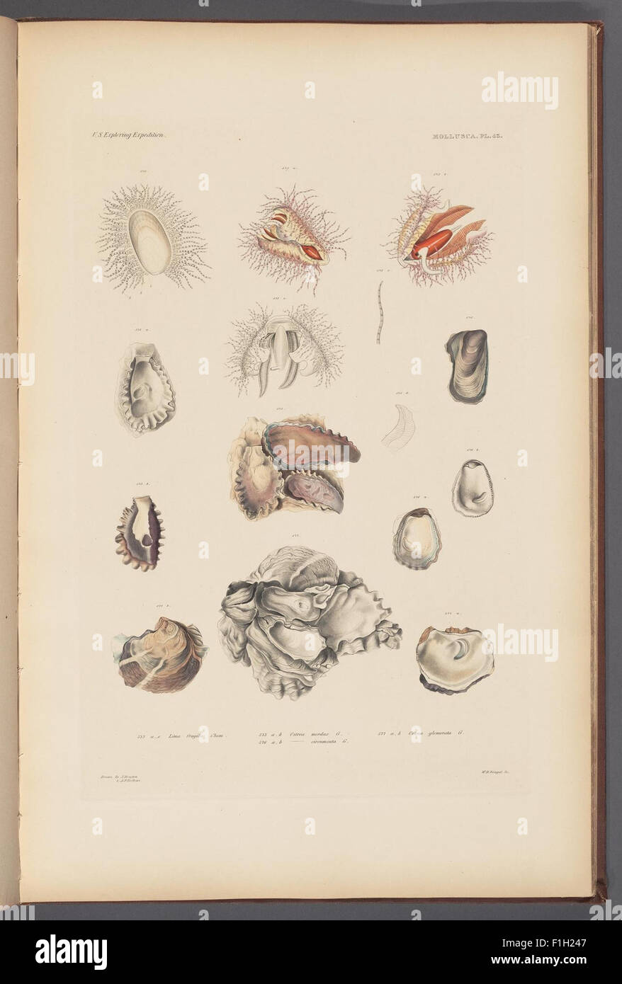 The United States Exploring Expedition (Plate 43) showcases the ...