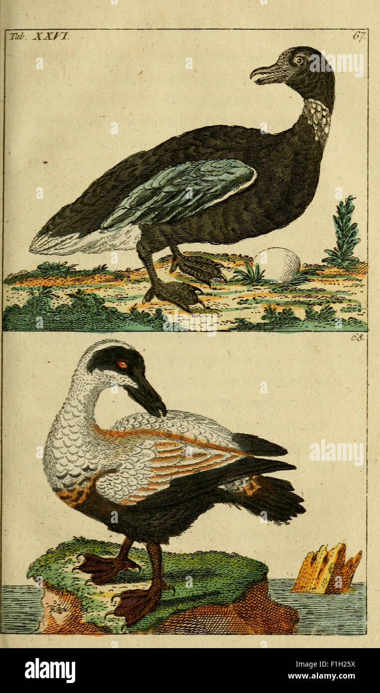 This 18th-century work on natural history covers a range of topics ...