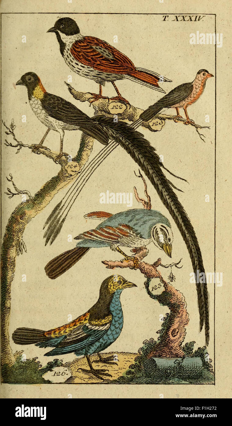 This early 19th-century work provides an engaging look at birds and ...