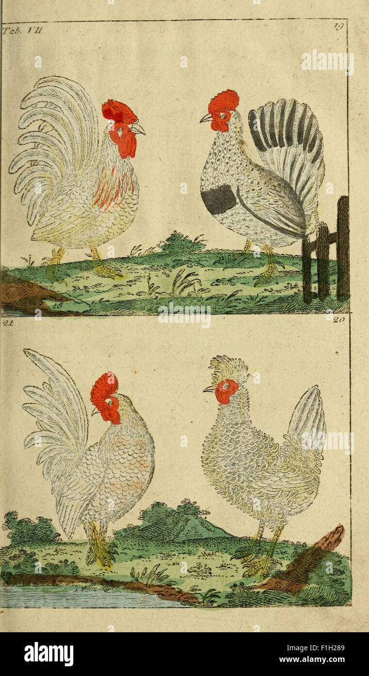 This 18th-century work, ‘Conversations on Natural History,’ discusses a ...