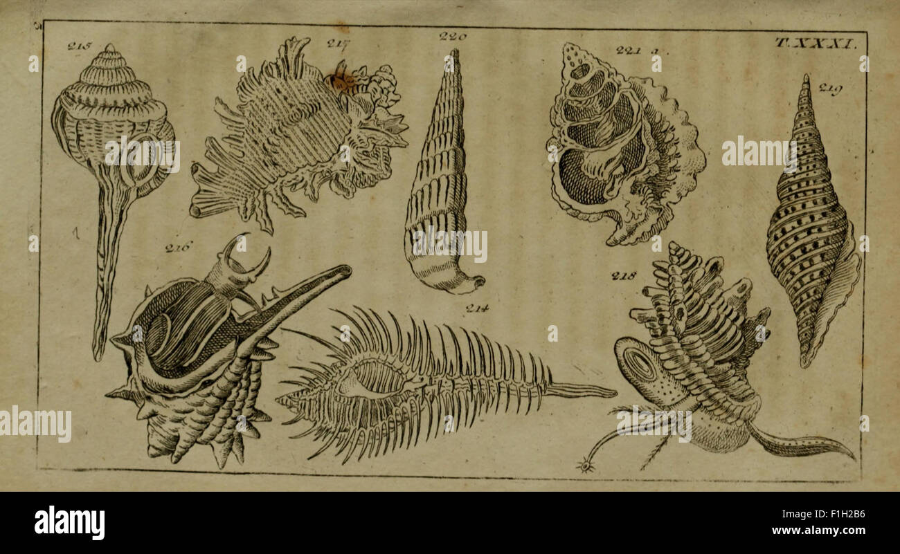 This 19th-century work provides detailed discussions and illustrations ...