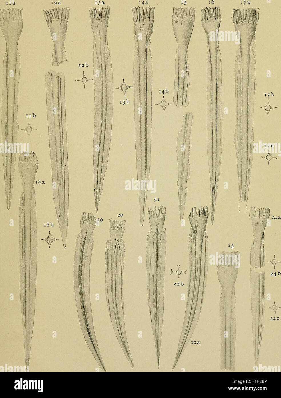 This 1912 study focuses on the reproductive anatomy of the snails ...