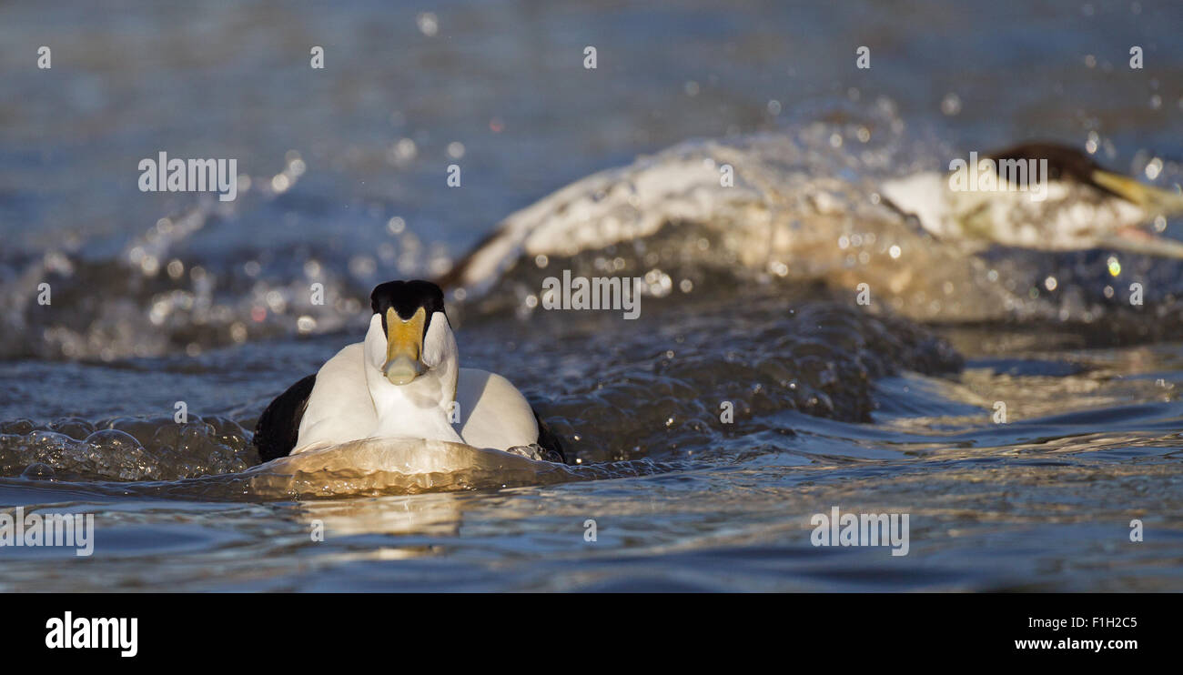 Eider drake hi-res stock photography and images - Alamy