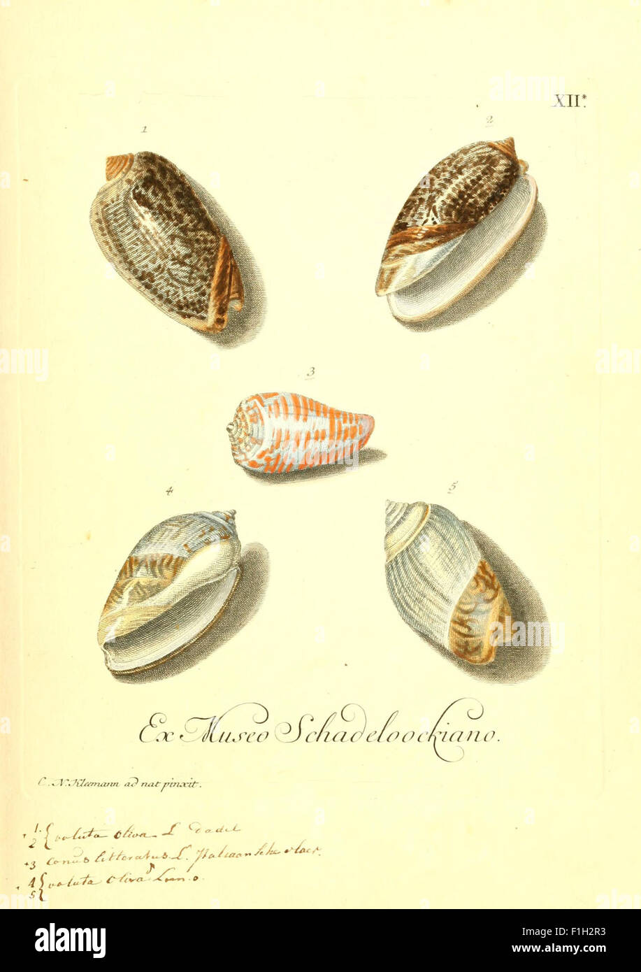 This early work from the 1800s offers a visual exploration of mollusks ...