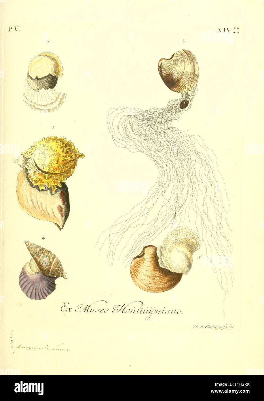 This 18th-century work focuses on visual and mental pleasures ...