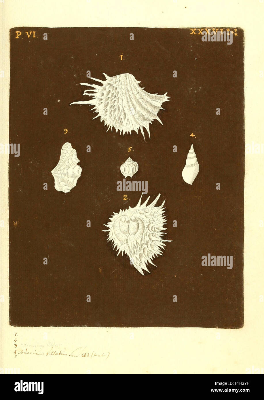 This 18th-century work, 'Pleasures of the Eyes and Mind,' includes ...