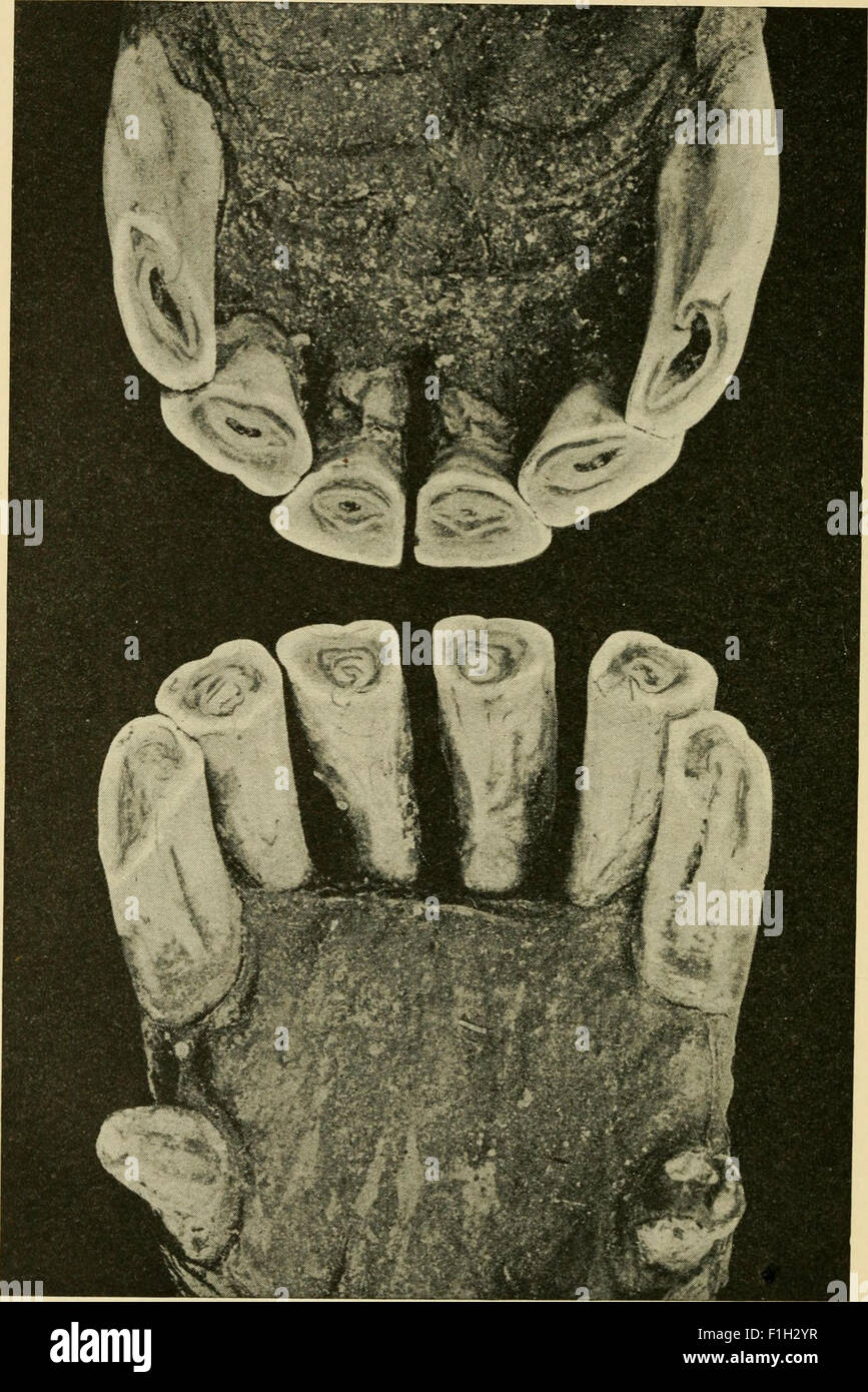 This 1903 manual provides veterinary guidance specifically for horse ...