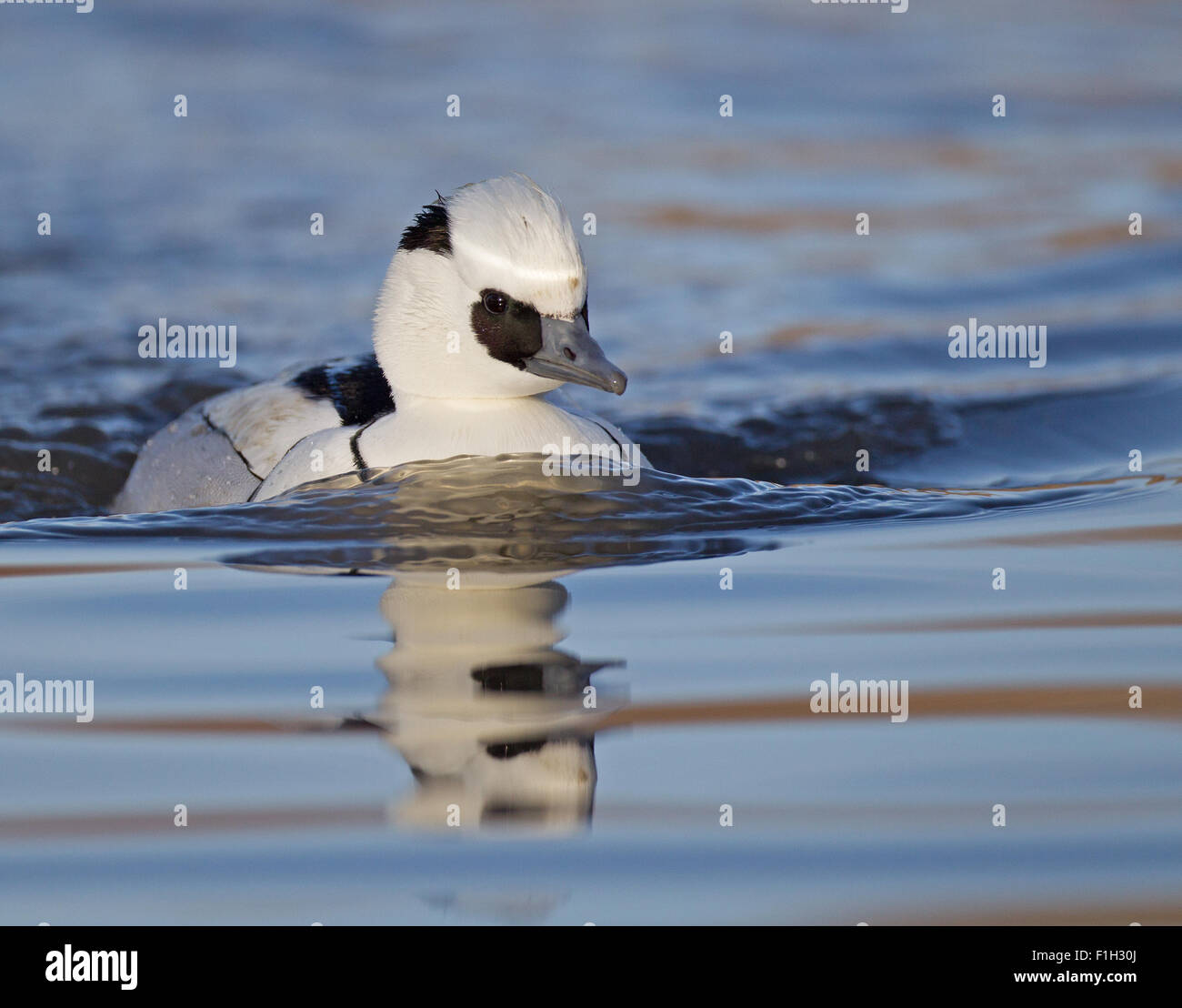 Smew winter uk hi-res stock photography and images - Alamy