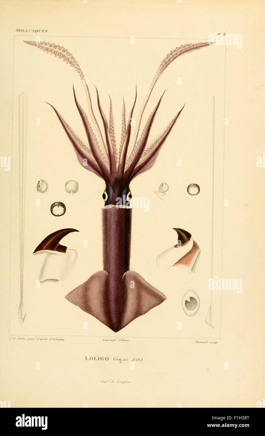 This 19th-century travelogue details a journey through South America ...