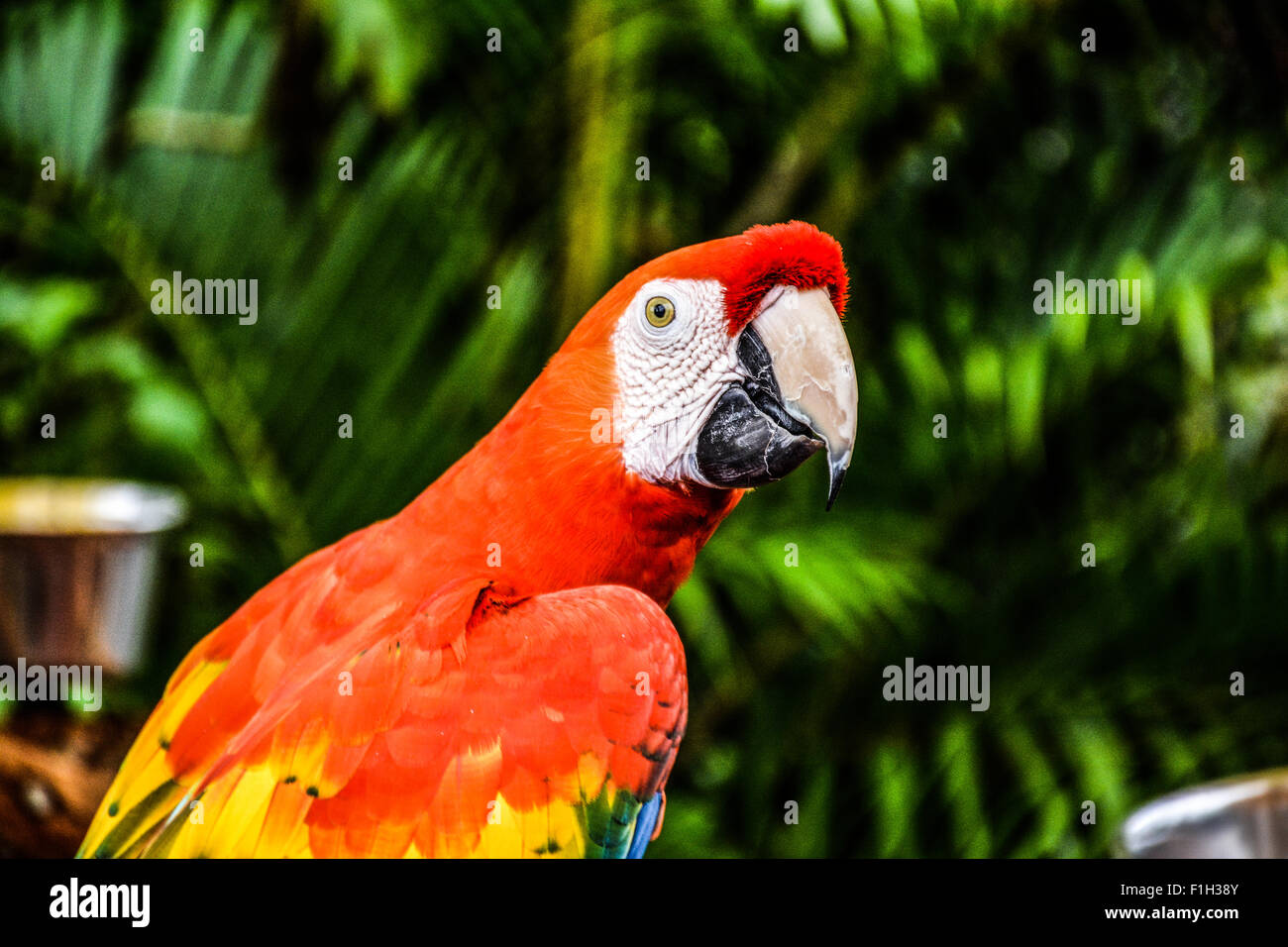 Parrot living the life in Florida Stock Photo - Alamy
