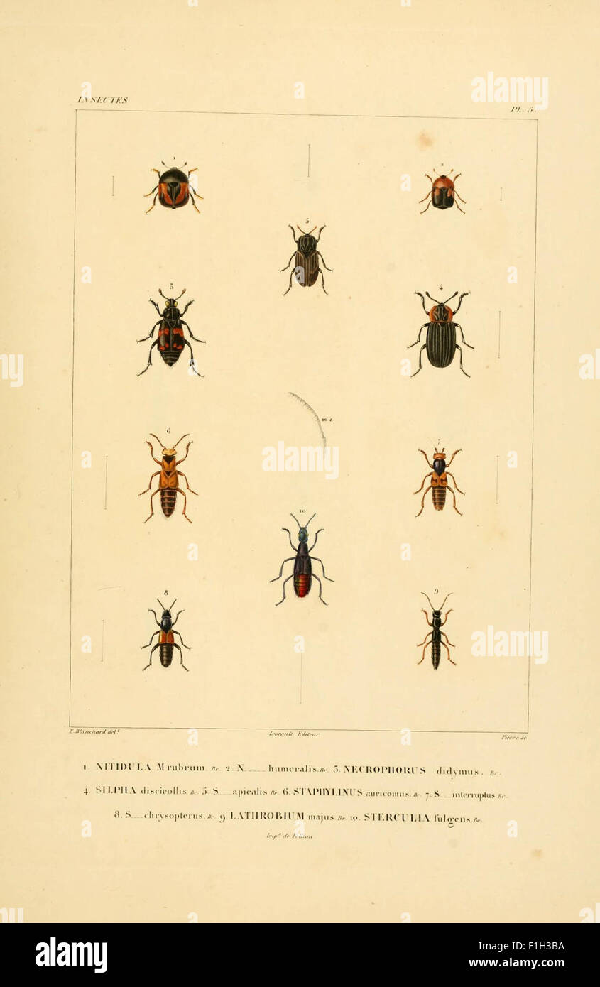 This vintage illustration from the Ernst Mayr Library at Harvard ...