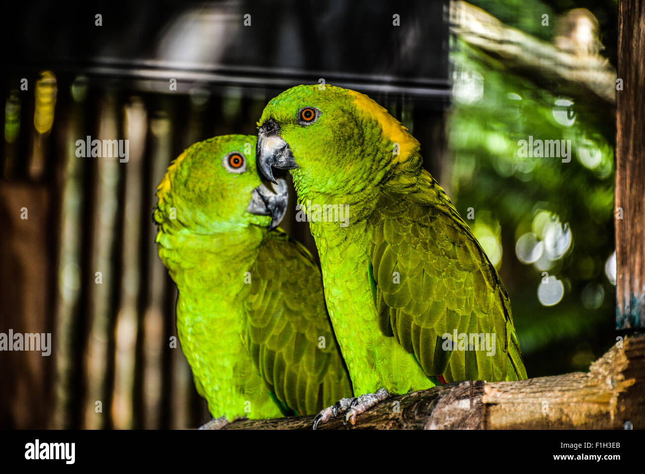Parrots in love Stock Photo - Alamy