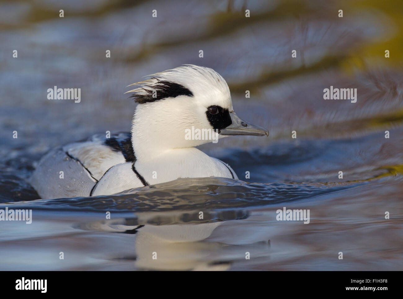 Smew winter uk hi-res stock photography and images - Alamy