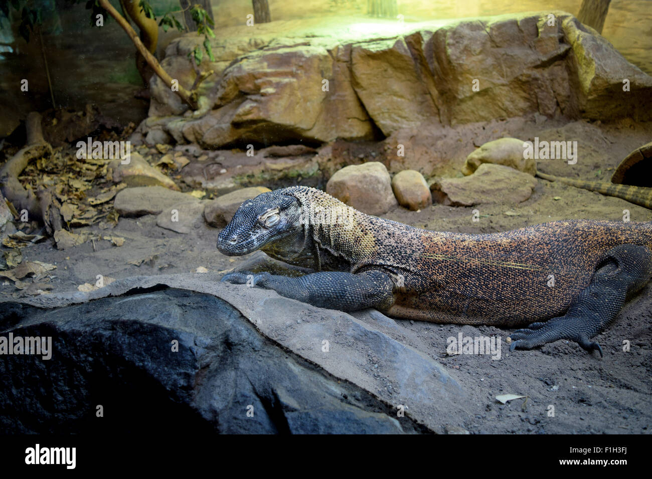 Australian Goanna or Lace Monitor (Vanarus Varius) resting Stock Photo ...