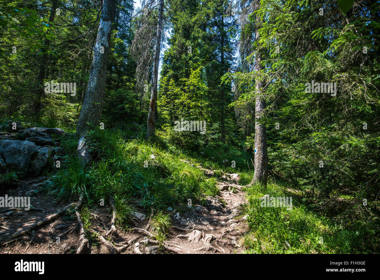 A mountain marked trail through an old fir forest Stock Photo - Alamy