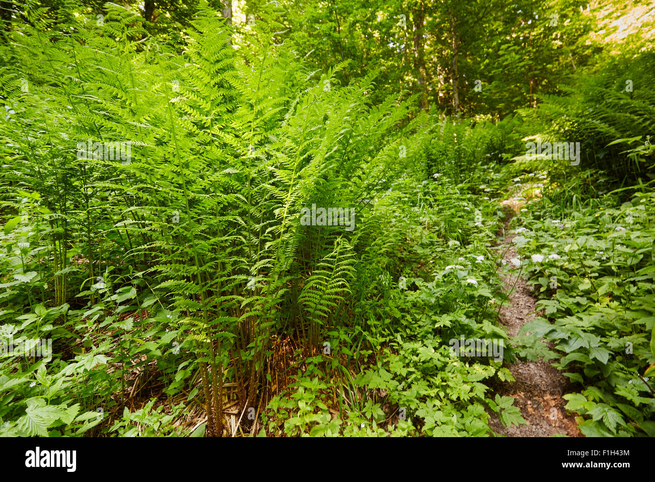 Mountain trail through very big ferns Stock Photo - Alamy