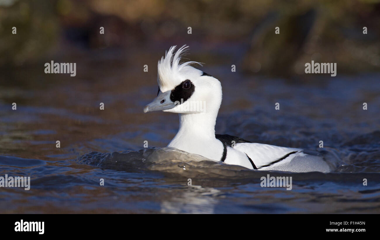 Smew drake hi-res stock photography and images - Alamy